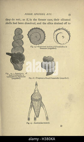 An overview of common British fossils and their locations, providing a ...