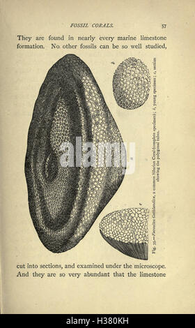 This page provides information about common British fossils, their ...