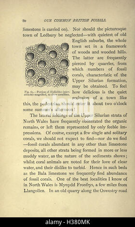 This work details common British fossils and provides a guide for ...