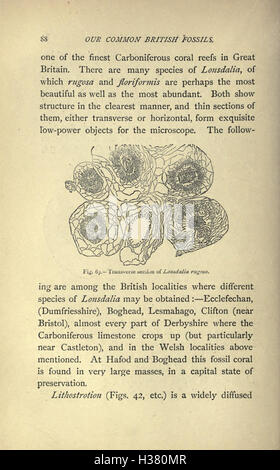 A guide to common British fossils, detailing their identification and ...