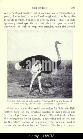 This page explores the various species of domestic birds, their care ...