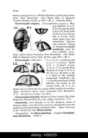 This dictionary compiles names and descriptions of fossils from ...