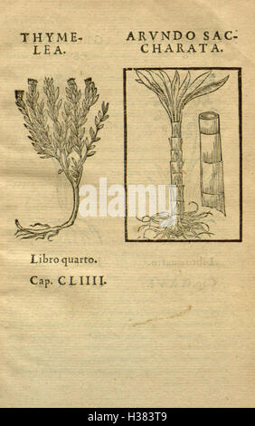 This work presents the six books of Dioscorides on medicinal plants ...