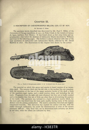 A detailed study on the vertebrates found in the Cretaceous formations ...