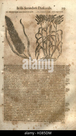 This work is a detailed commentary on Dioscorides' 'De Medica Materia ...