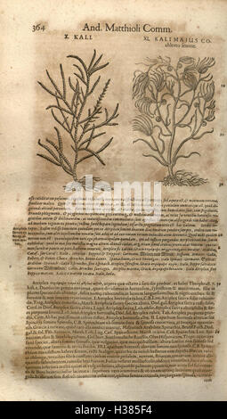 Dioscorides’ work on medicinal plants offers a comprehensive guide to ...