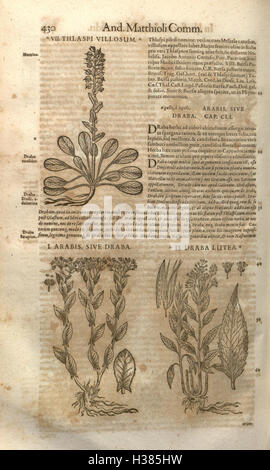 This comprehensive commentary on Dioscorides' work on medicinal plants ...