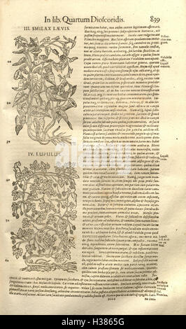 Pietro Andrea Mattioli’s commentary on Dioscorides’ 'De Materia Medica ...