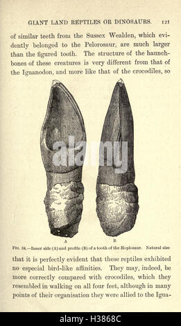 This work examines the various phases of animal life, comparing the ...