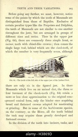Phases of animal life, past and present (Page 73) BHL191 Stock Photo ...