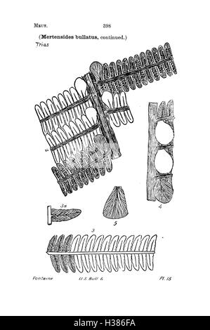 This page offers a detailed dictionary of fossils found in Pennsylvania ...