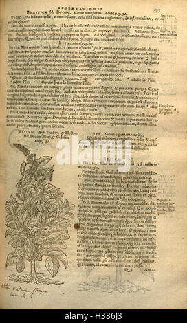 This botanical work provides an in-depth history and classification of ...
