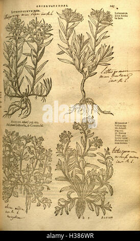 This botanical work covers the history and classification of plants ...