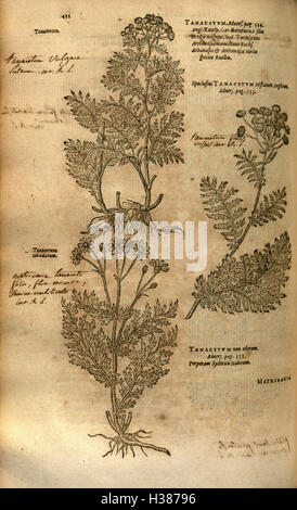 A botanical study documenting various plant species, their ...