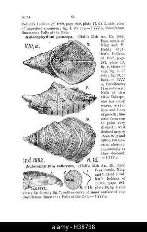 This dictionary compiles fossil species identified in Pennsylvania and ...