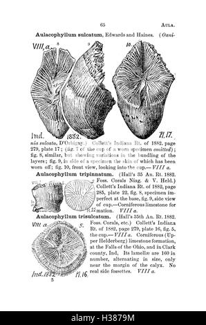 This dictionary provides detailed information about the fossils found ...