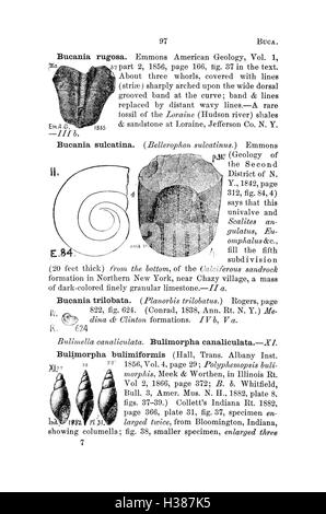 This dictionary compiles fossil species found in Pennsylvania and ...