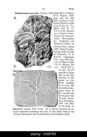 This dictionary compiles fossil species found in Pennsylvania and ...
