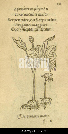 This work contains detailed illustrations of plant genera, with ...