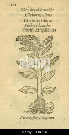 An illustration catalog documenting various plant genera, showcasing ...