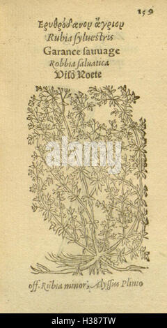 This work features illustrations of various plant genera, presenting ...
