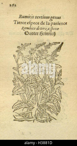 This botanical work features detailed illustrations of plant genera ...