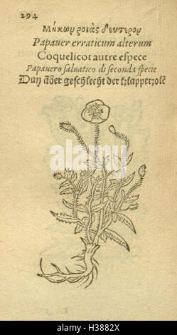 This work features detailed botanical illustrations of various plant ...