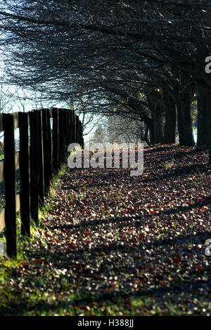 wooden fence built around tree Stock Photo - Alamy