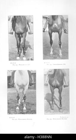 A detailed guide to the key anatomical points of the horse, with a ...
