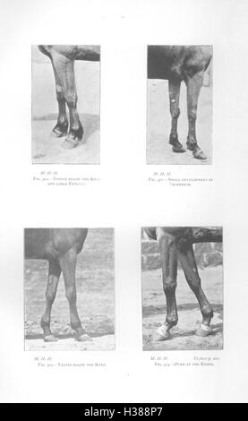 This guide details the anatomical points of the horse, including key ...