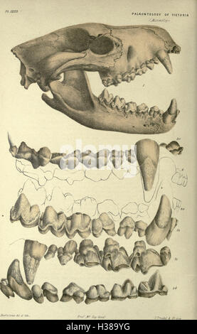 This work presents an early overview of the paleontological findings in ...