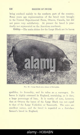 This book focuses on the efficient management of swine for meat ...