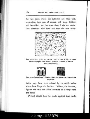 This work explores the fossilized remains of early life forms, focusing ...