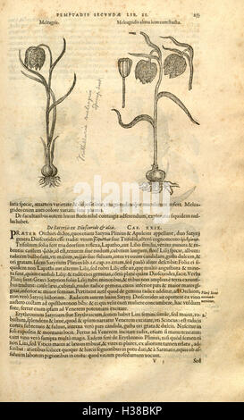 This work is a botanical history of plants, documenting various species ...