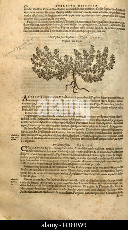 A historical botany text describing medicinal plants and pharmacognosy ...