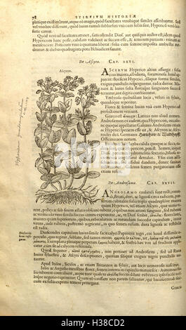 This 16th-century botanical text provides descriptions and ...