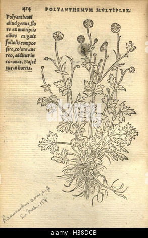 This botanical work by Rembert Dodoens offers a detailed study of ...