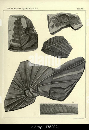 This report details the botanical findings of an expedition, presenting ...