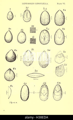 A report on the Cambrian rock formations of Cape Breton, detailing ...