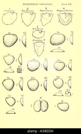 A report on the Cambrian rock formations of Cape Breton, detailing ...