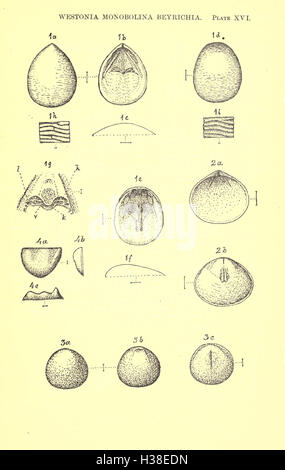 A report on the Cambrian rock formations of Cape Breton, detailing ...