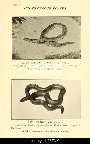 This work presents a comprehensive classification of reptiles ...