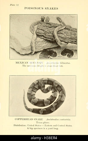 An informative guide to the various species of reptiles across the ...