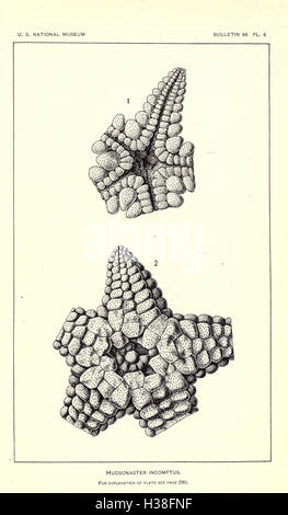 This revision explores the Paleozoic era Stelleroidea, a class of ...