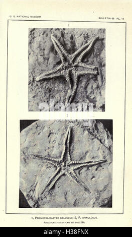 This work presents an updated analysis of Paleozoic Stelleroidea ...