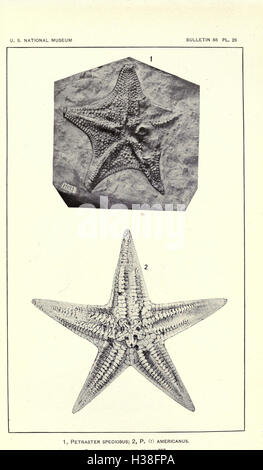 This work revises the classification and study of Paleozoic ...