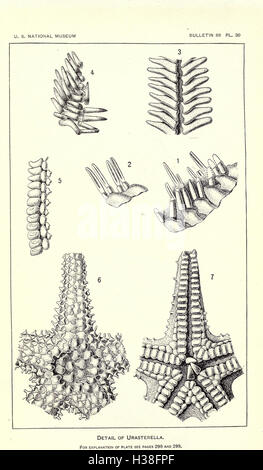This revision focuses on the Paleozoic Stelleroidea, a class of ...