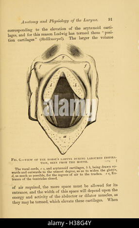 . Roaring in horses (laryngismus paralyticus): its history, nature ...