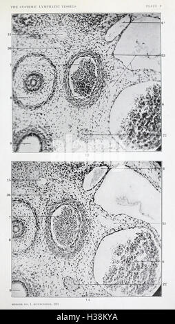 This study explores the anatomical structure and developmental process ...