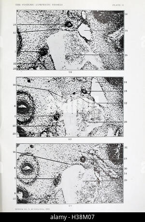 This study details the structure and development of the lymphatic ...